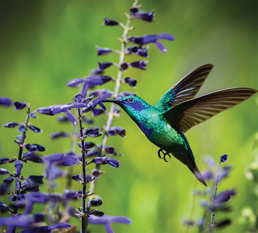 Coastal gardening: How to make your garden a hummingbird haven - Gulf ...