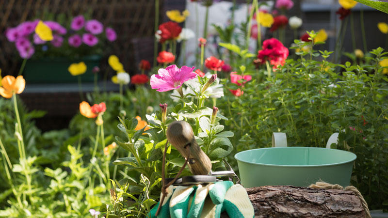 Shift and savor: Your August garden guide - Gulf Coast Woman Magazine